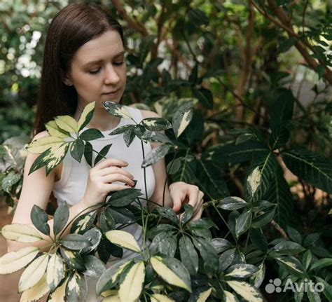 Уход за растениями Озеленение помещений в Москве Услуги Авито