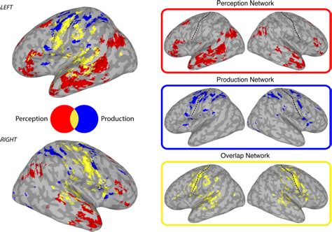 Coactivation Networks Regions In Red Depict A “perception Network” Download Scientific Diagram