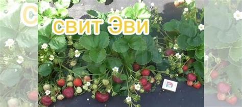 Ремонтантная клубника авито доставкой купить в Челябинске с доставкой ...