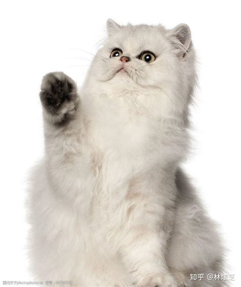 十大最受欢迎的宠物猫种类排行榜 知乎