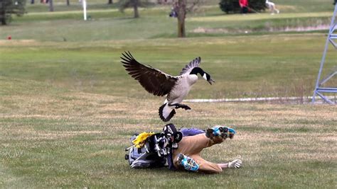 Canada Geese Will Attack Why Are The Birds So Aggressive