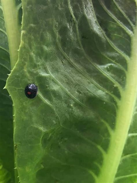 Reverse Ladybug Gardening