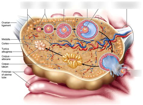 Example Of A Ovaries At Samuel Unwin Blog