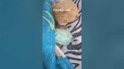 тихий час в детском саду басик басики Youtube