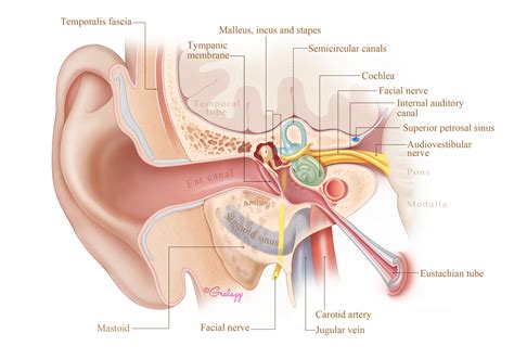 Surgical Anatomy Of The Ear Oto Surgery Atlas