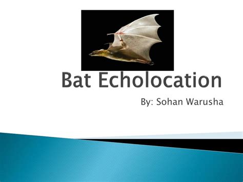 Ppt Bat Echolocation Powerpoint Presentation Free Download Id 2837378