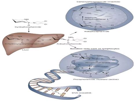 Cyclophosphamide Pptx