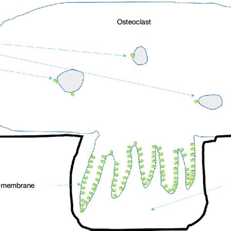 Transport Of V Atpases To The Ruffled Plasma Membrane Requires Binding Download Scientific