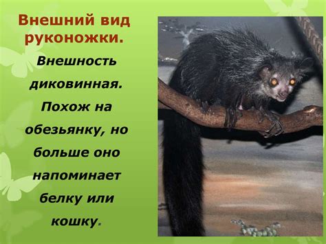 Ай ай или мадагаскарская руконожка презентация онлайн