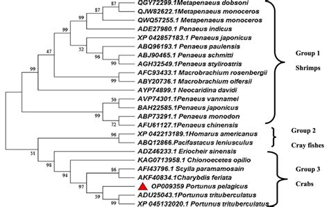 maximum likelihood tree obtained using mega 7 showing the phylogenetic