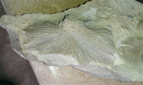 My Bryozoa Before And After Prep Member Collections The Fossil Forum