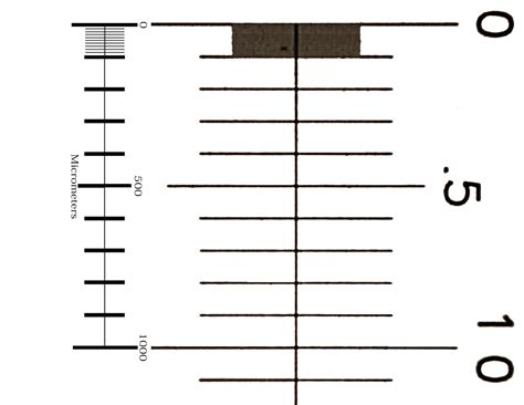 Adding Scales For Size Comparison Science Toys