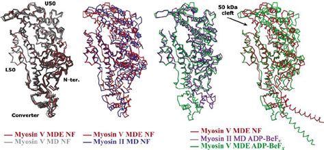 Overall View Of The Myosin V Structures The Myosin V Mde Nf Structure Download Scientific