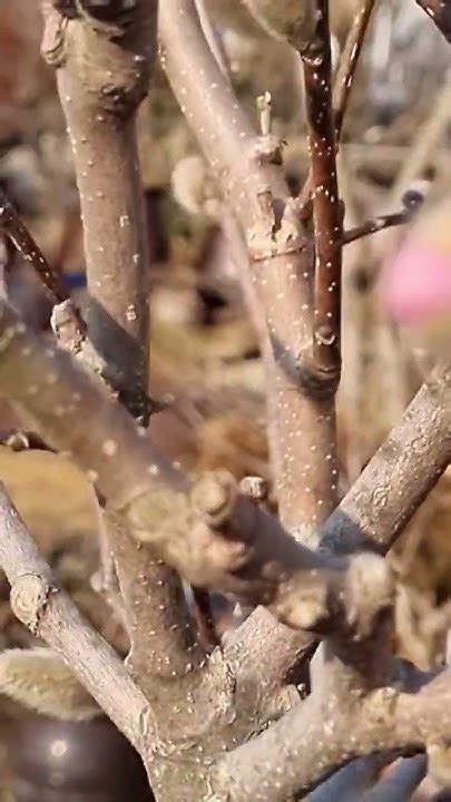 별목련♡ 목련이 피었어요~♡♡♡ Youtube