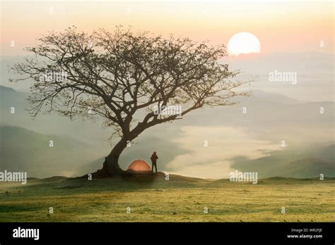 Man Under Tree In Forest Hi Res Stock Photography And Images Alamy