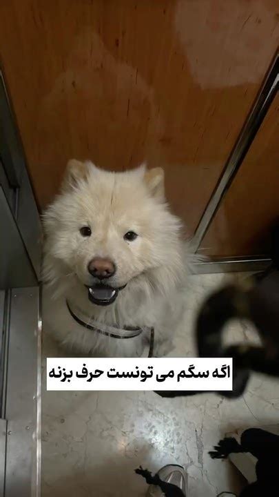 اینقدر خرجش کنی،اینقدر محبت کنی بهش عزیز دردونه خونه باشه آخر سرم این