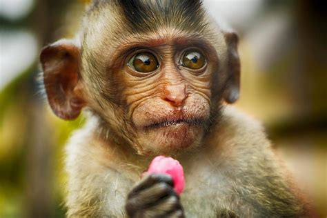 Premium Photo Baby Monkey Eating Candy Close Up