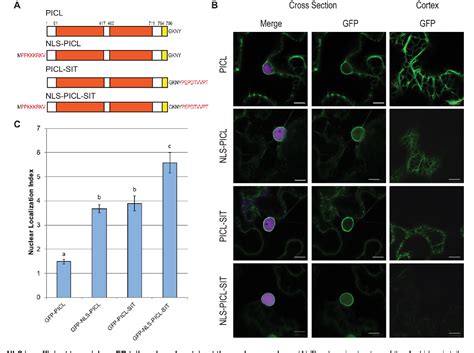 Figure 3 From A Nuclear Localization Signal Targets Tail Anchored Membrane Proteins To The Inner