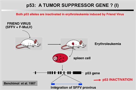 Tumor Suppressor Genes