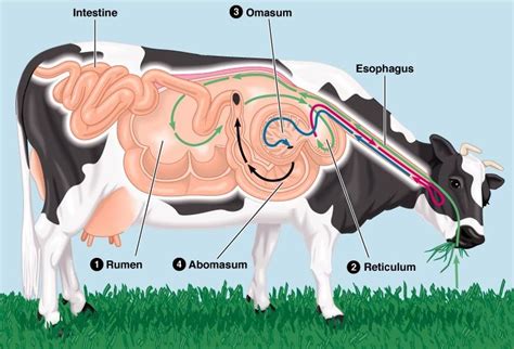 What Do Cattle Eat How Grass Provides Nutrition For Cows Clover Meadows Beef