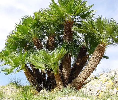 Top 35 Types Of Palm Trees With Pictures Florida Palm Trees