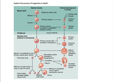 Oogenesis Meiosis