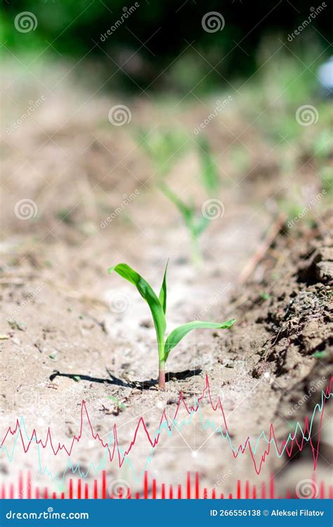 Corn Growing Chart On A Green Background Agriculture Growth Ecology