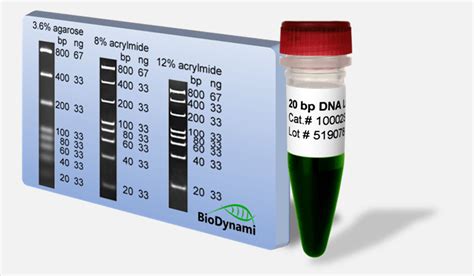 10 Kb Dna Ladder