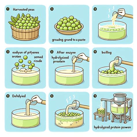 How Is Hydrolyzed Pea Protein Made Etprotein