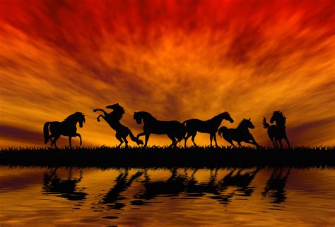 Los Mejores Fondos De Pantalla De Caballos Grises La Criatura De Dios
