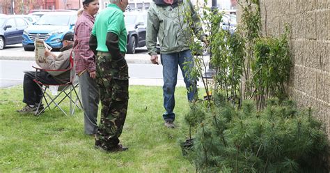 Trouble With Trees Part 3 — Data Driven Tree Lovers News