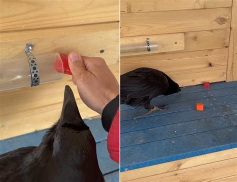 とっても賢いカラスおやつはくちばしでは到底届かない筒の奥に入れられましたが大きなブロックも筒に入れられていたので
