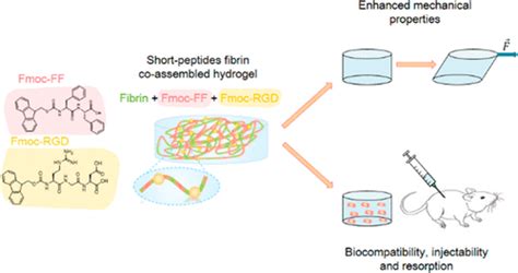 Biocompatible Short Peptides Fibrin Co Assembled Hydrogels Acs Applied Polymer Materials