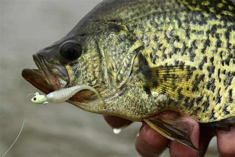 Trolling For Crappie Lures Tactics And More For Florida Sp Florida Sportsman
