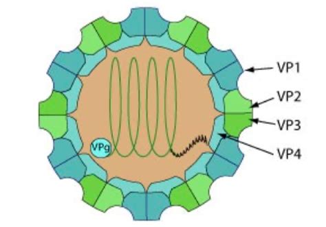 RNA Pictures Flashcards Quizlet