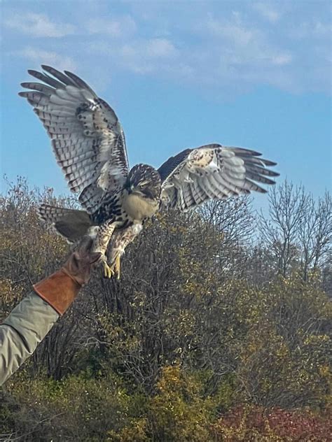 Red Tail Banded And Released Rbirdsofprey