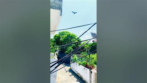 කුරුළු සද්දේ 🫢🫢 වලියක්ද මන්දා 🕊🕊 Birds Nature Birds Beautiful Birdlovers ️🍁 Youtube