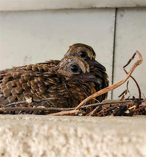 A Couple Squabs R Birds