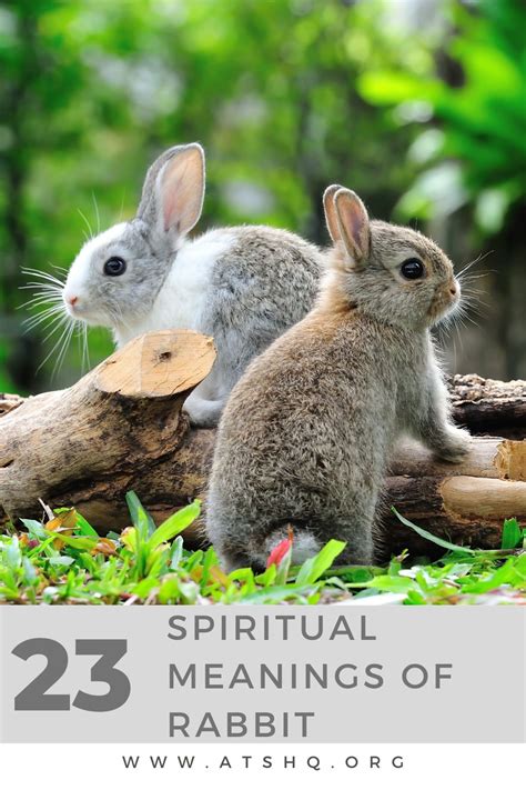 Rabbit Symbolism 23 Spiritual Meanings Of Rabbit