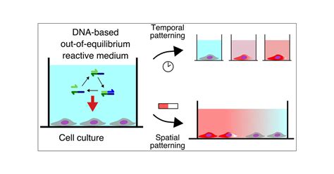 Spatiotemporal Patterning Of Living Cells With Extracellular Dna