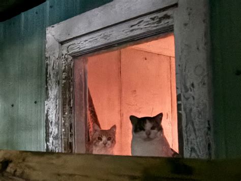 Windowkitty Just Wow Wow Wow Wow Taken Near Dawson Creek Bc