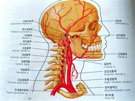 목과 머리의 동맥들 인체 물리치료 골격
