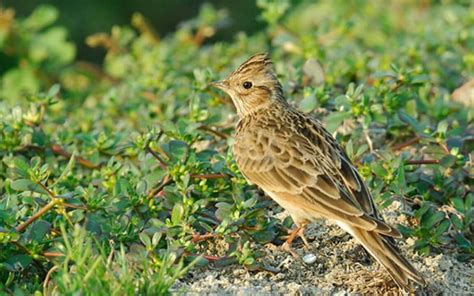 Chim gì hót hay nhất Bật mí những loài chim cảnh hót hay nên nuôi