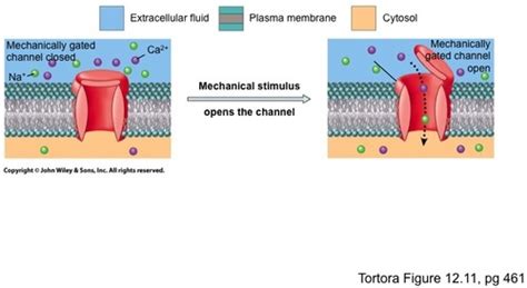 Chapter 3 Cellular Form And Function Flashcards Quizlet