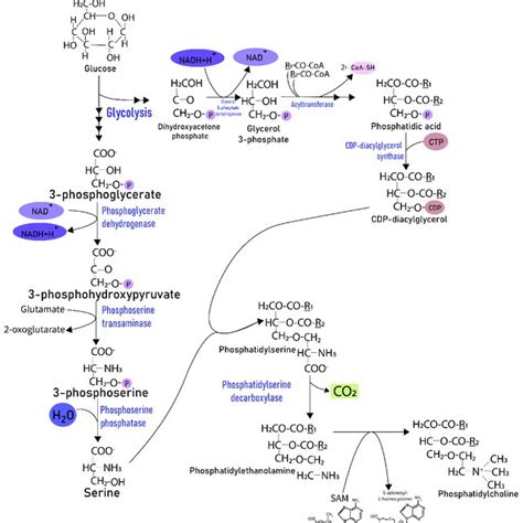 Synthesis Of Choline Download Scientific Diagram