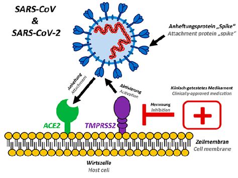 The Sars Cov 2 Receptor Download Scientific Diagram