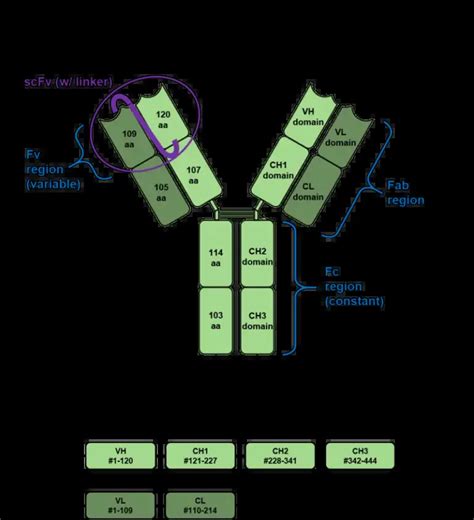 Immunoglobulin G Igg Antibody Definition Structure Subclasses And Functions Biology Notes