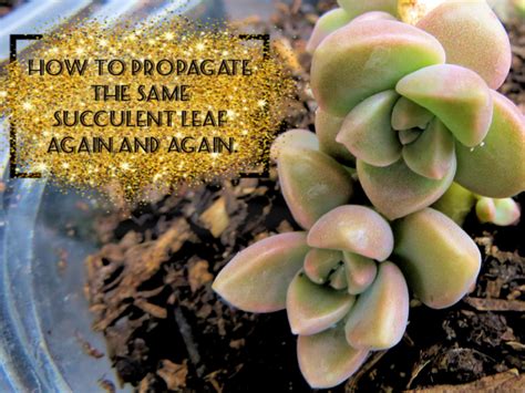How To Propagate The Same Succulent Leaf Again And Again Succulent