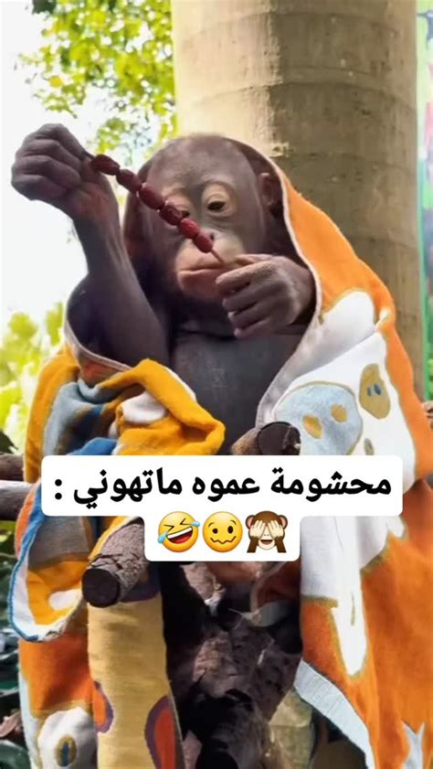 ‎abusalem09 أبوسالم‎ ‎بيت ام خماس الحقيقي 🤣😂‎ Instagram