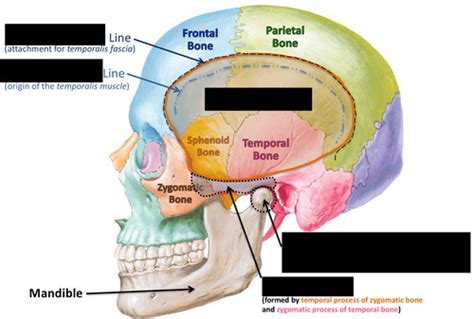 Temporal Fossa Flashcards Quizlet